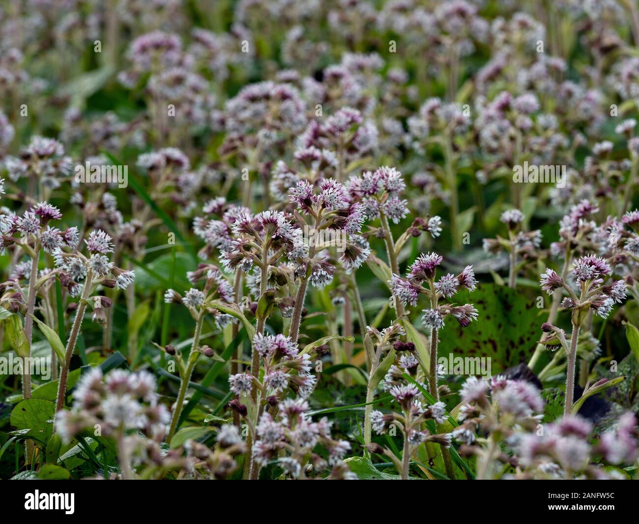 winter heliotrope Petasites fragrans on Norfolk roadside verge Stock ...