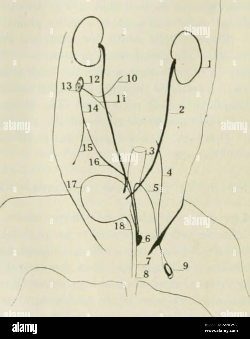 The anatomical record . the urethra. The testis w hich is about the ...
