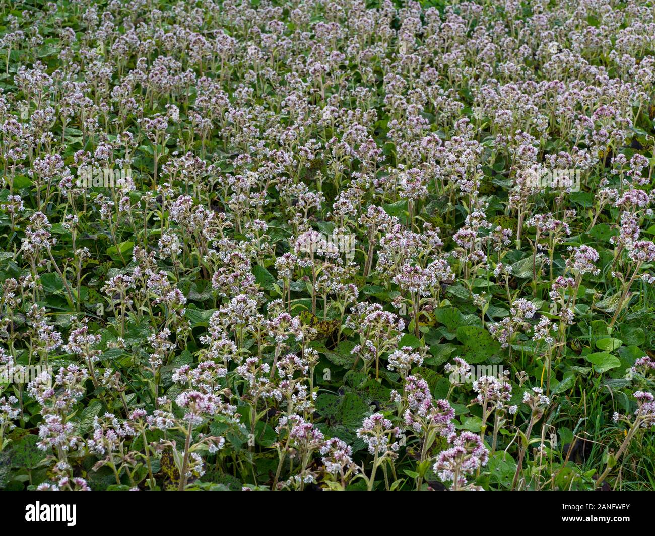 winter heliotrope Petasites fragrans on Norfolk roadside verge Stock ...
