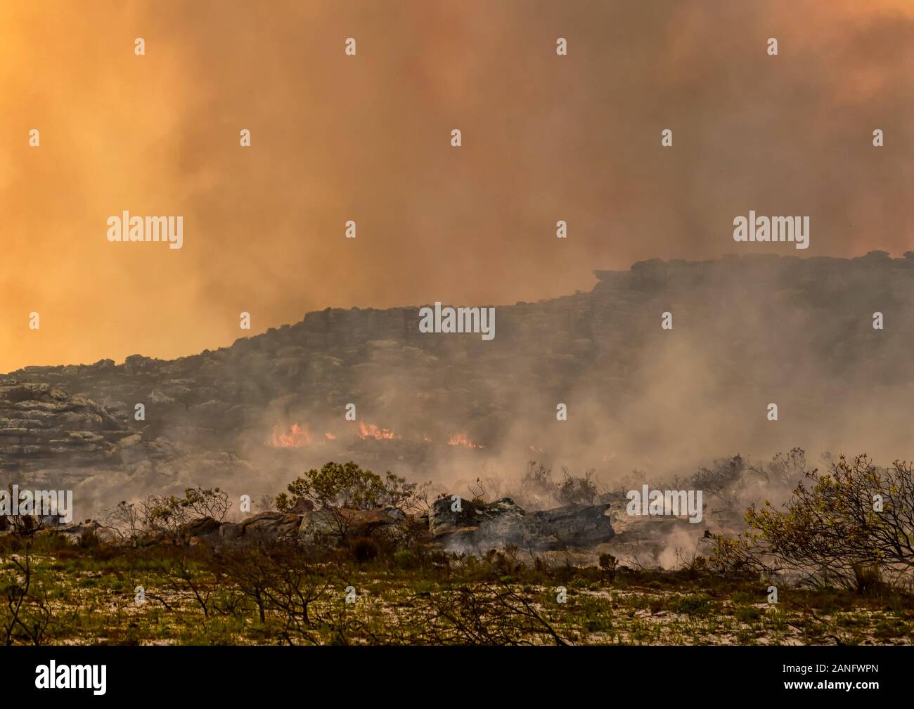 A wildfire rips through dry fynbos on the Cape Peninsula in South ...