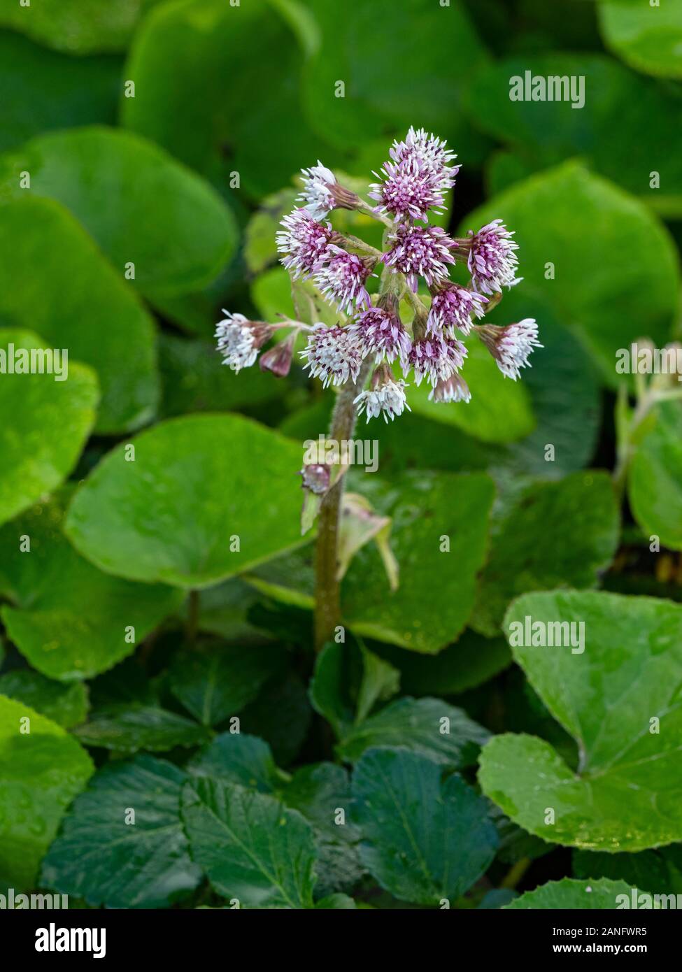 winter heliotrope Petasites fragrans on Norfolk roadside verge Stock ...