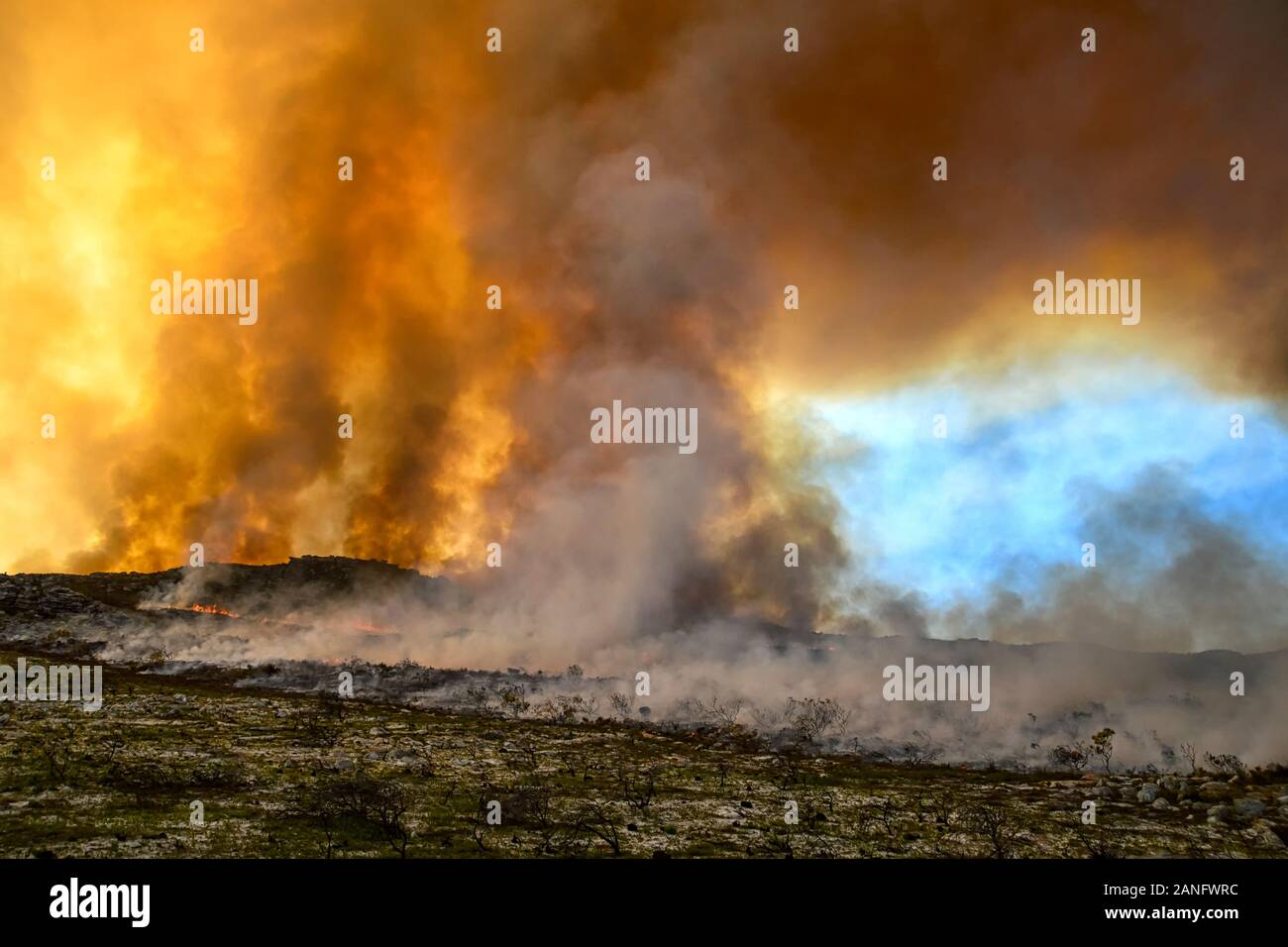 A wildfire rips through dry fynbos on the Cape Peninsula in South ...
