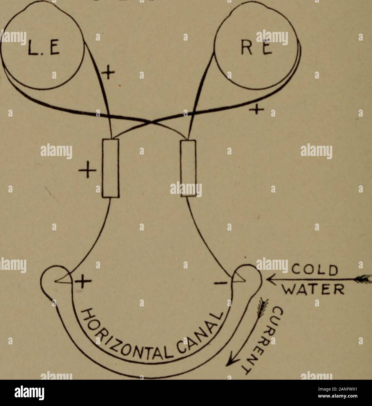 Ear canal diagram hi-res stock photography and images - Alamy