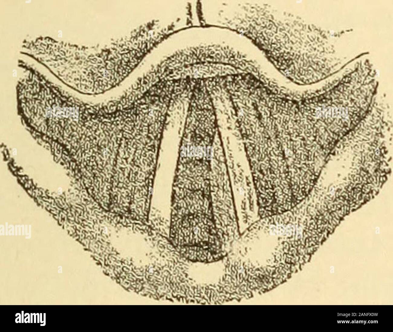 Cartilage perichondrium hi-res stock photography and images - Alamy