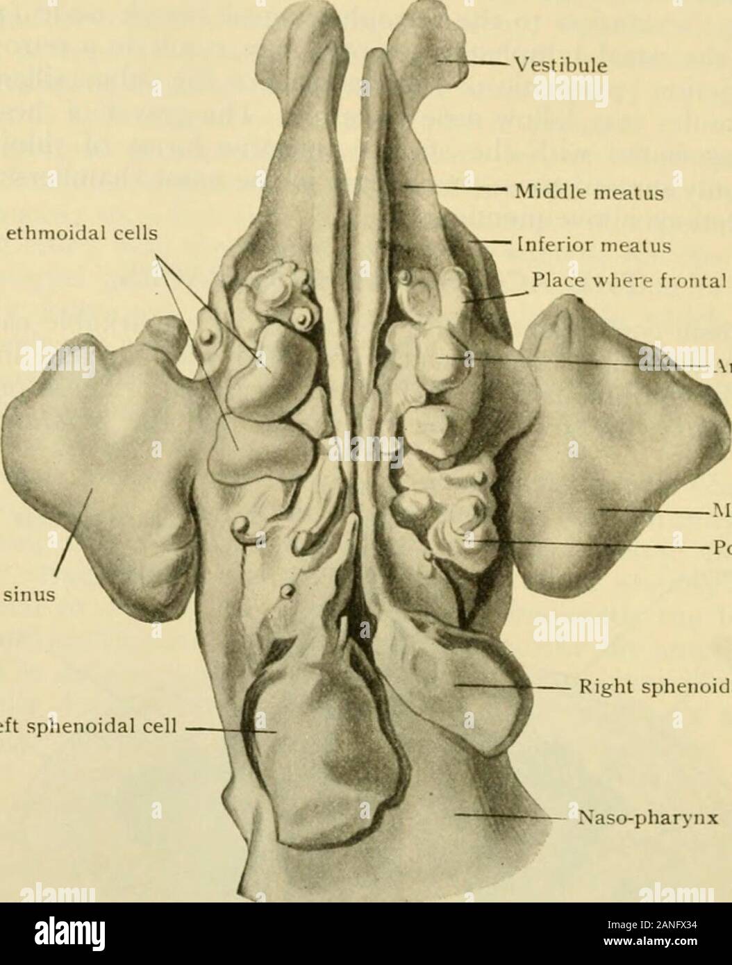 Sinus cavities hi-res stock photography and images - Alamy