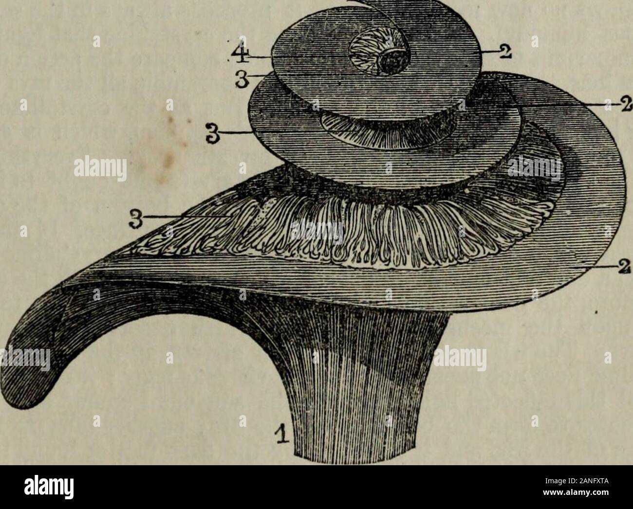 Perilymph hi-res stock photography and images - Alamy