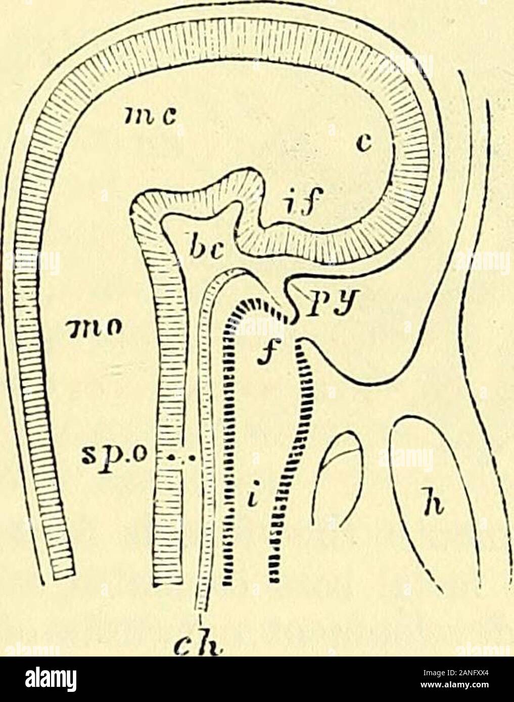 Quain's elements of anatomy . Fig. 705. -Vertical section op the head ...