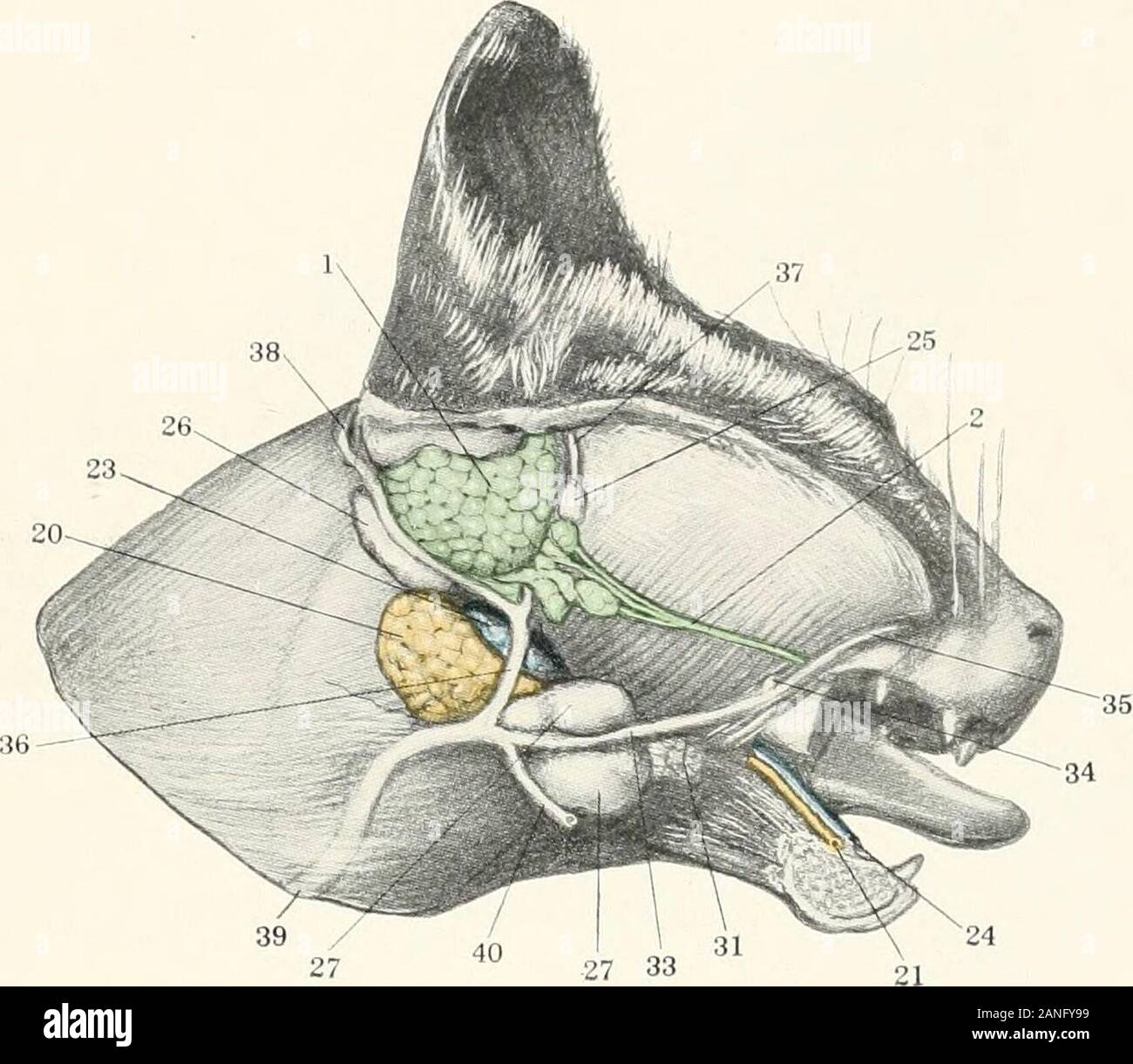 Contributions to the anatomy and development of the salivary glands in ...