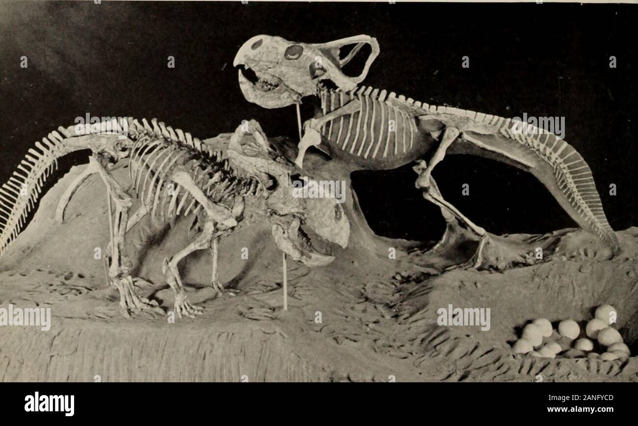 Dietail hi-res stock photography and images - Alamy