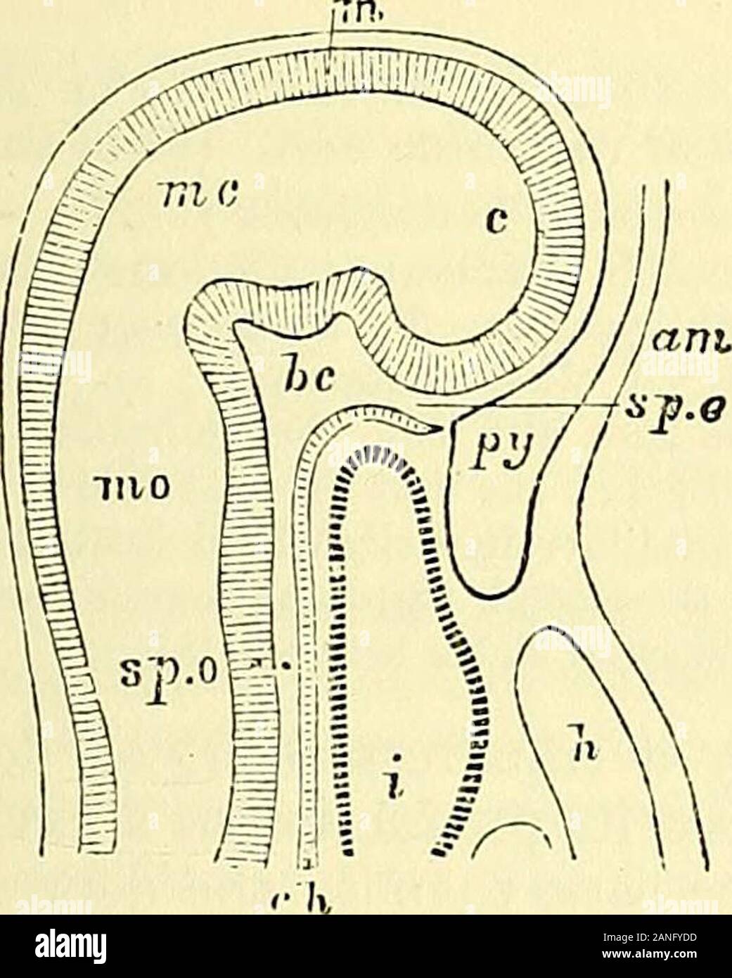 Quain's elements of anatomy . TION OF THE HEAD. 807 also of the mamniEe ...