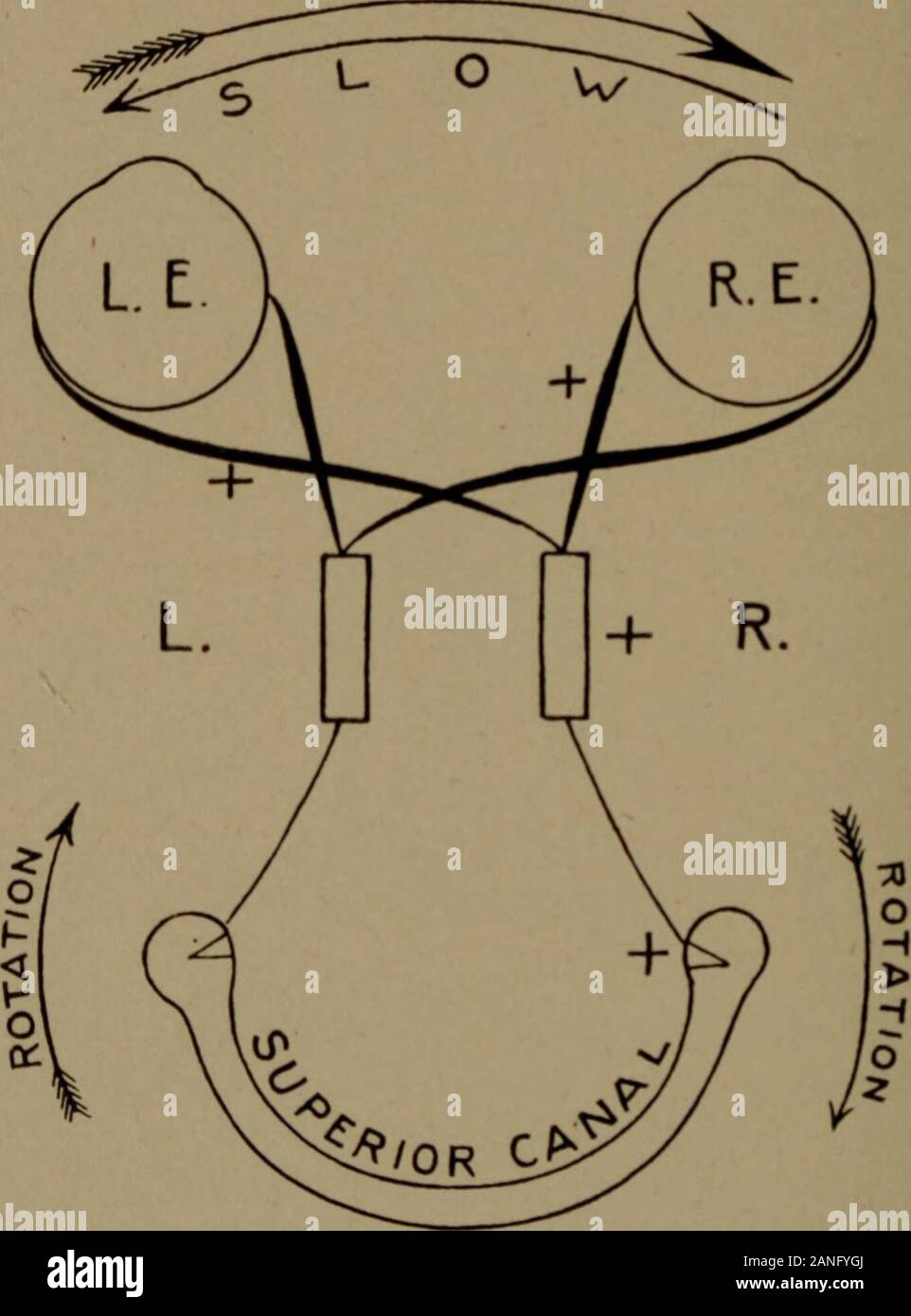 Endolymph hi-res stock photography and images - Alamy