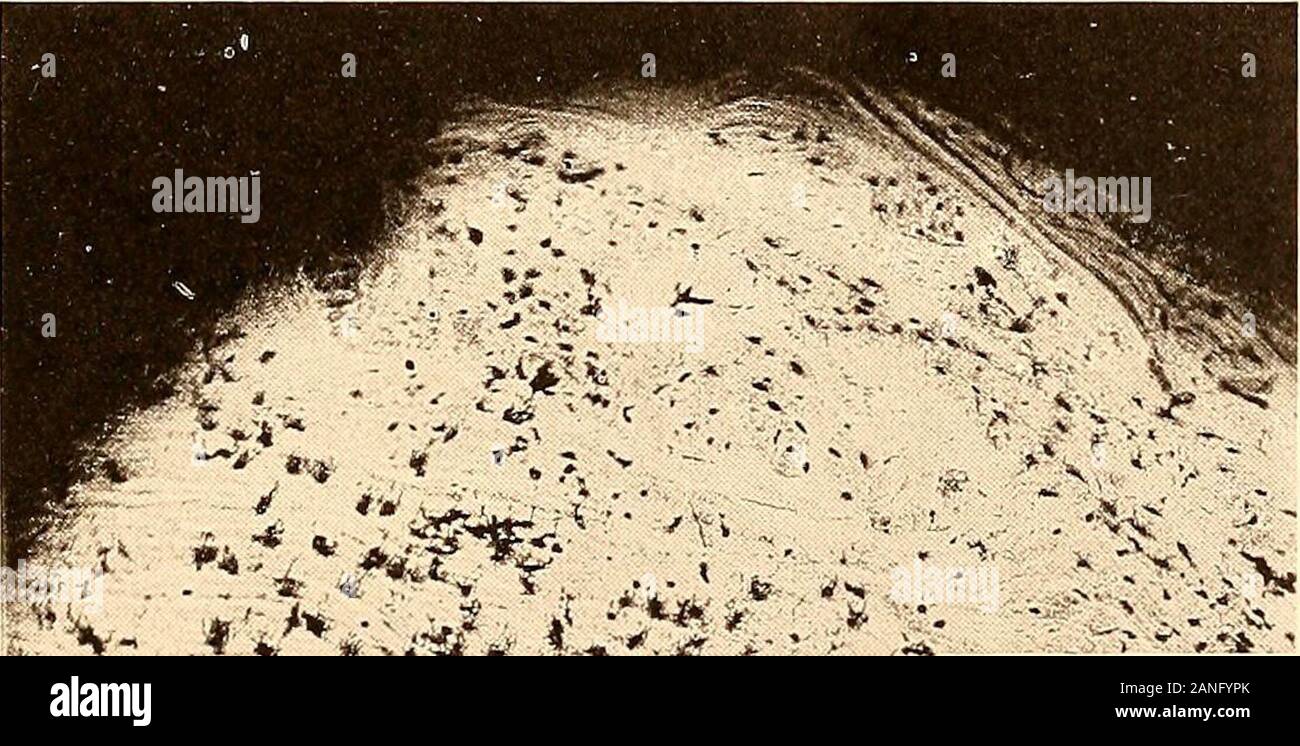 Principles and practice of operative dentistry . NX^ v WN v M. * H .4 ...