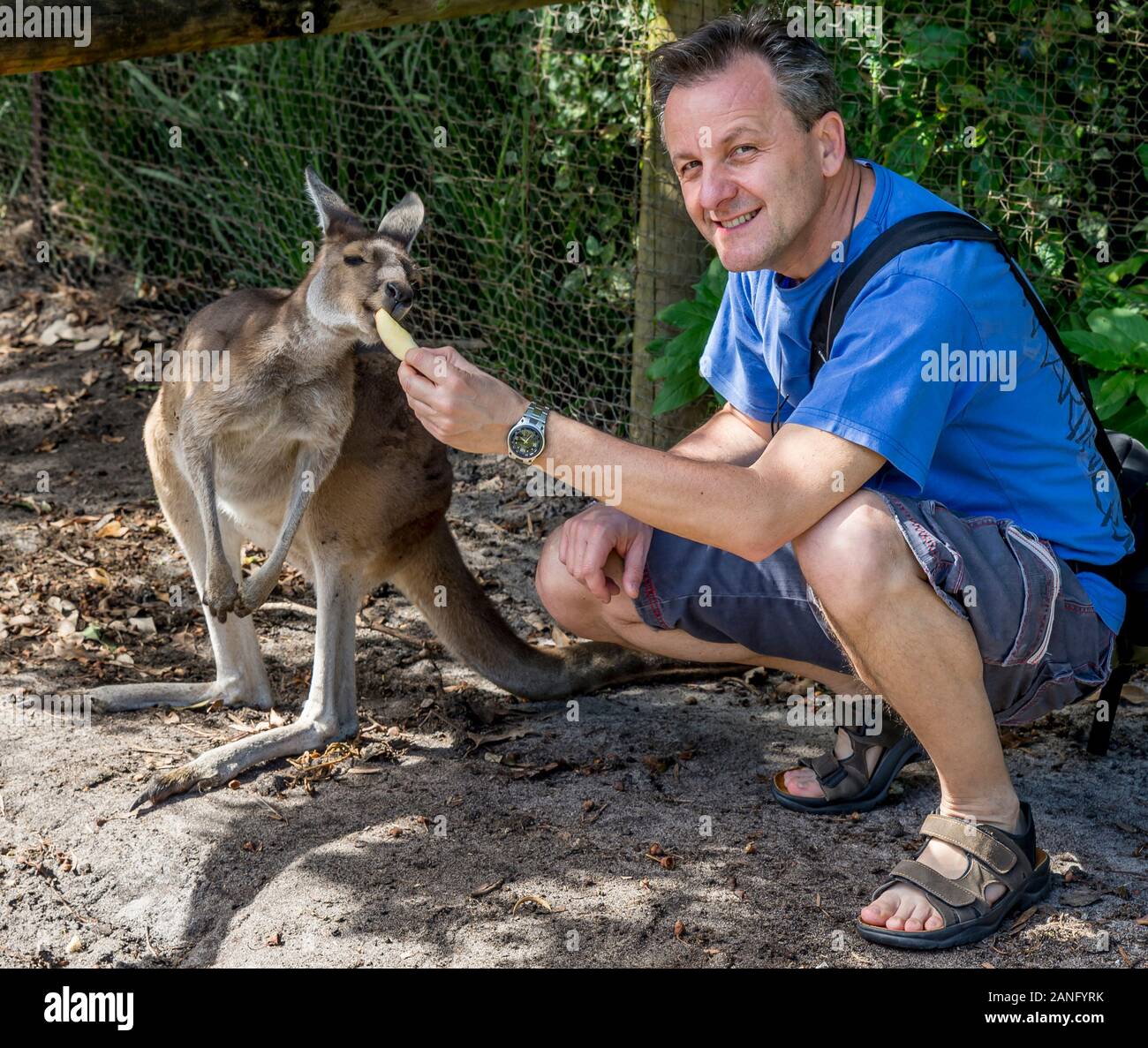 Crouching man feeds a beautiful very hungry kangaroo, Australia Stock ...