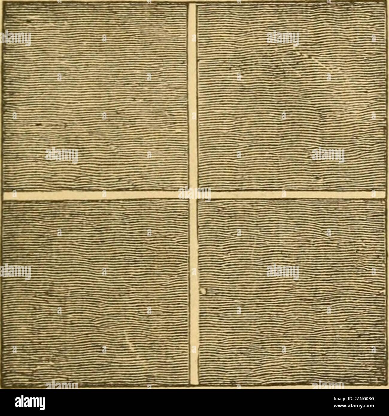 Bulky roots hi-res stock photography and images - Alamy