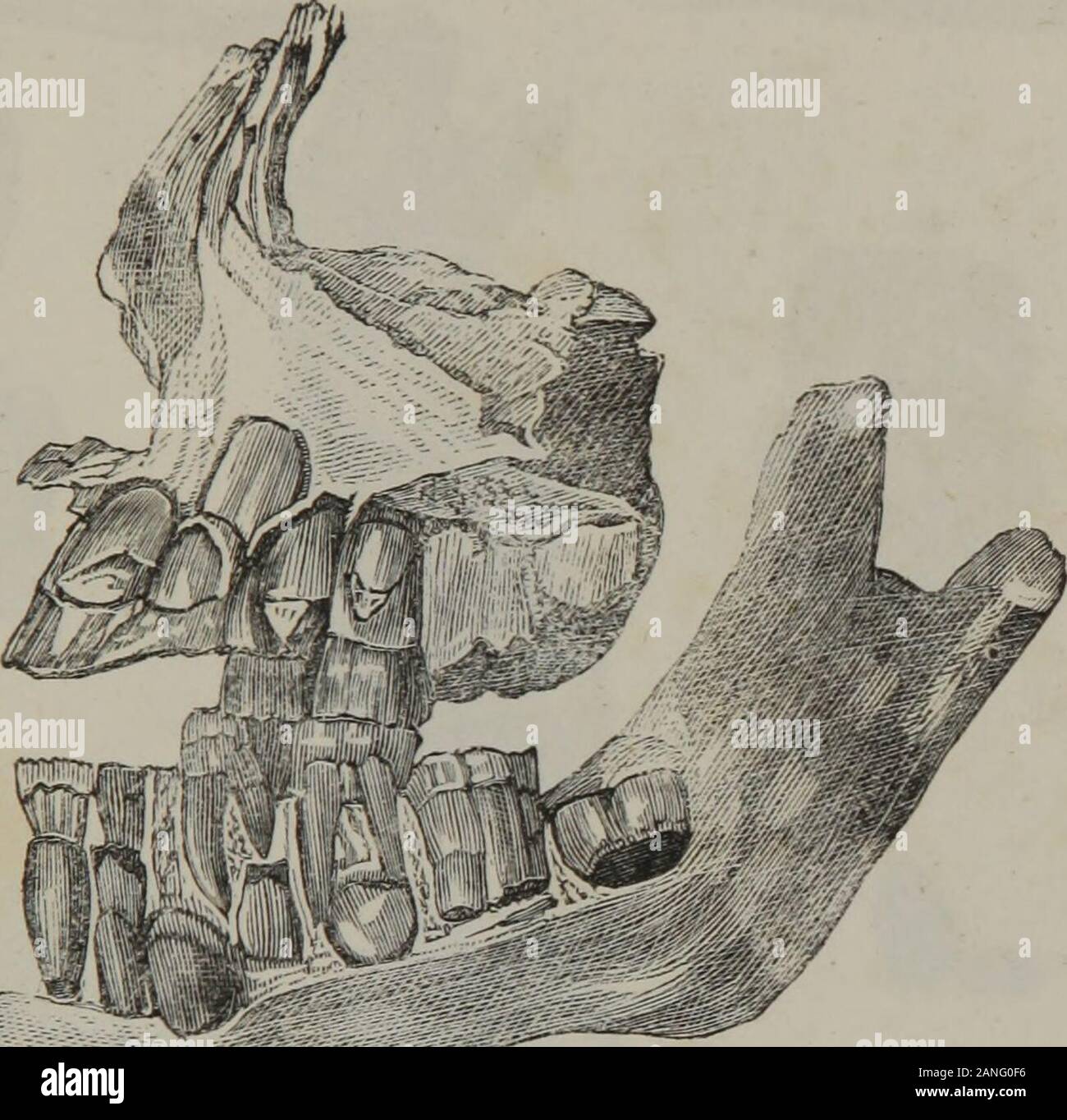 The complete works of John Hunter, F.R.S . PLATES TO HUNTER ON THE ...