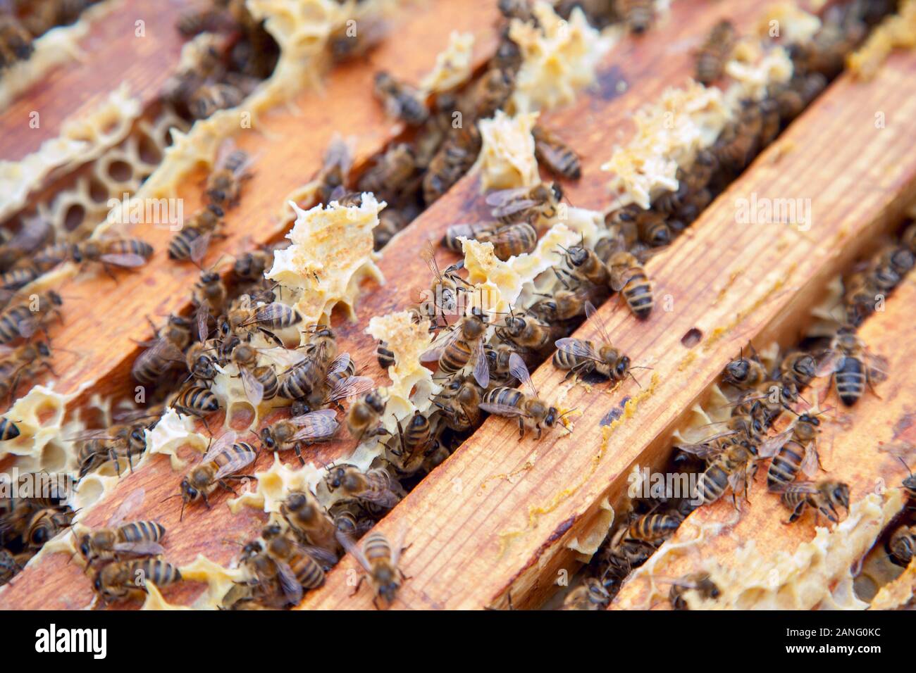 Close up view of the opened beehive body showing the frames populated ...