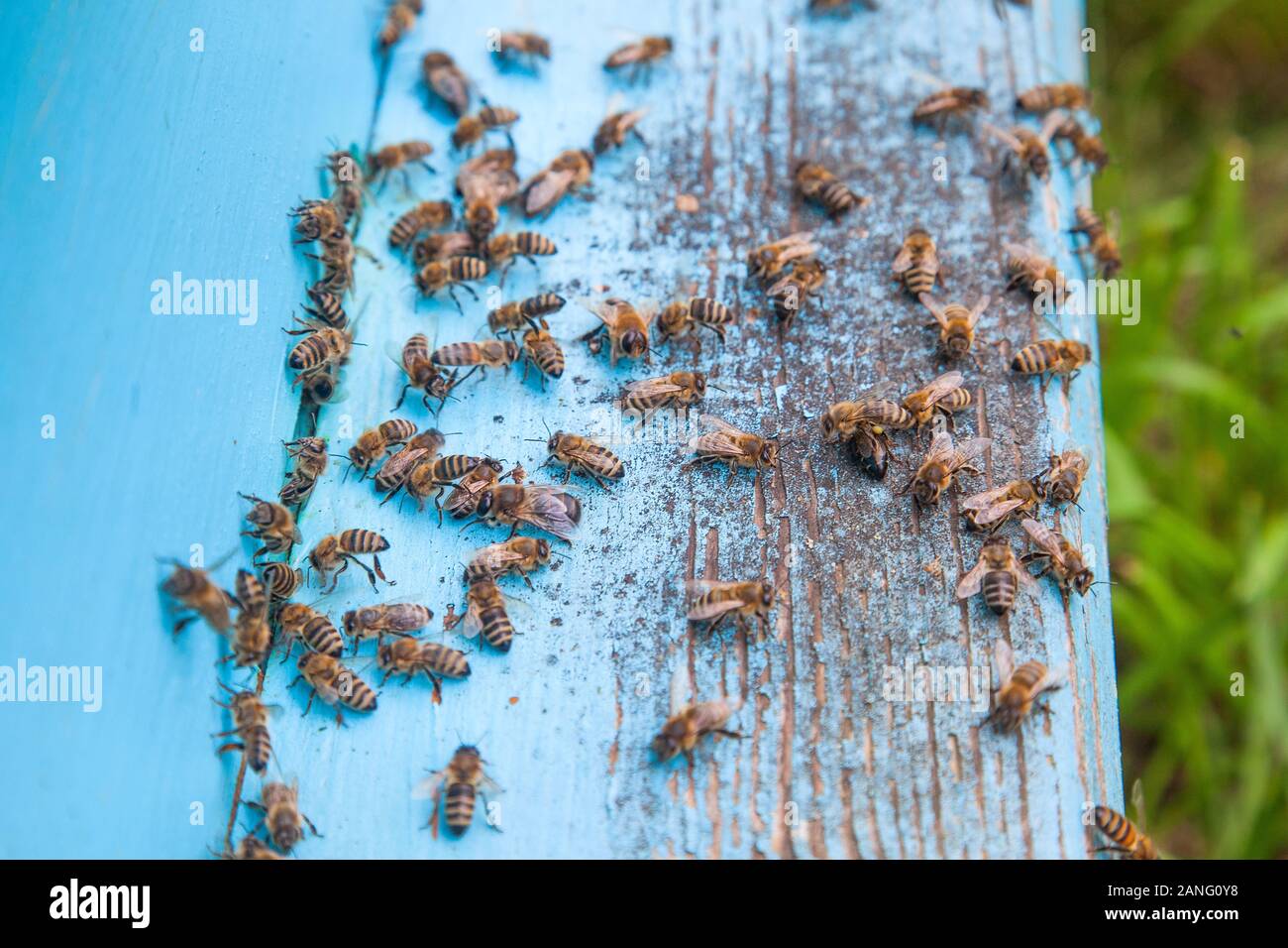Plenty of bees at the entrance of beehive in apiary. Busy bees, close ...