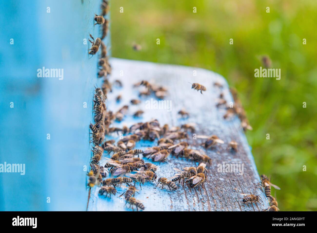 Plenty of bees at the entrance of beehive in apiary. Busy bees, close ...