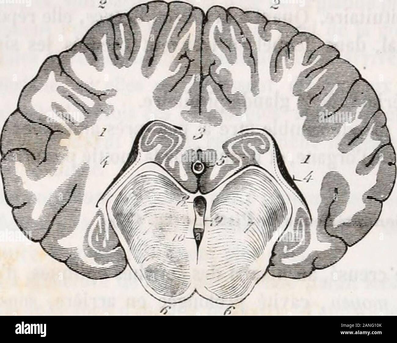 Les nerfs du cerveau hi-res stock photography and images - Alamy