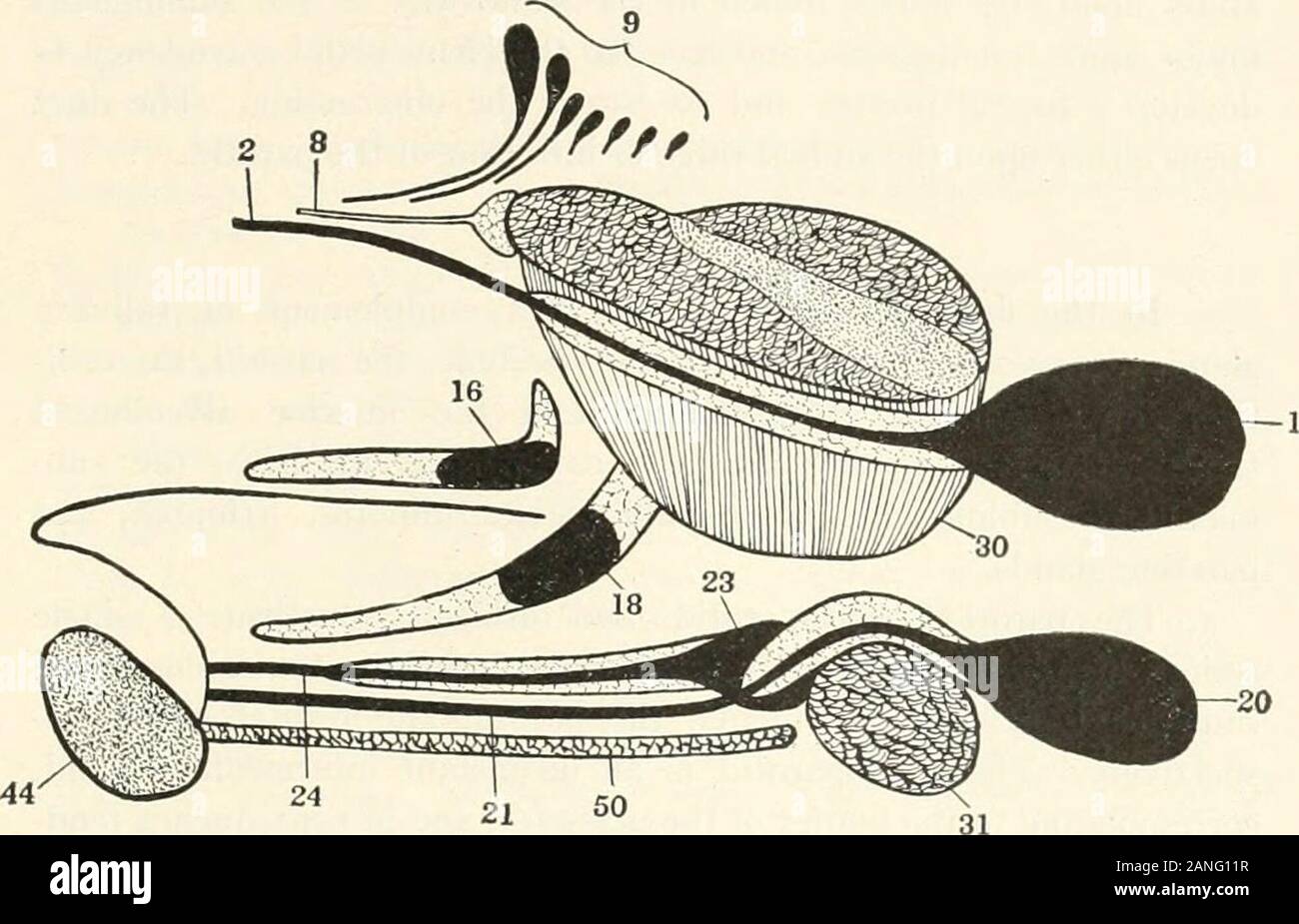 Contributions to the anatomy and development of the salivary glands in ...