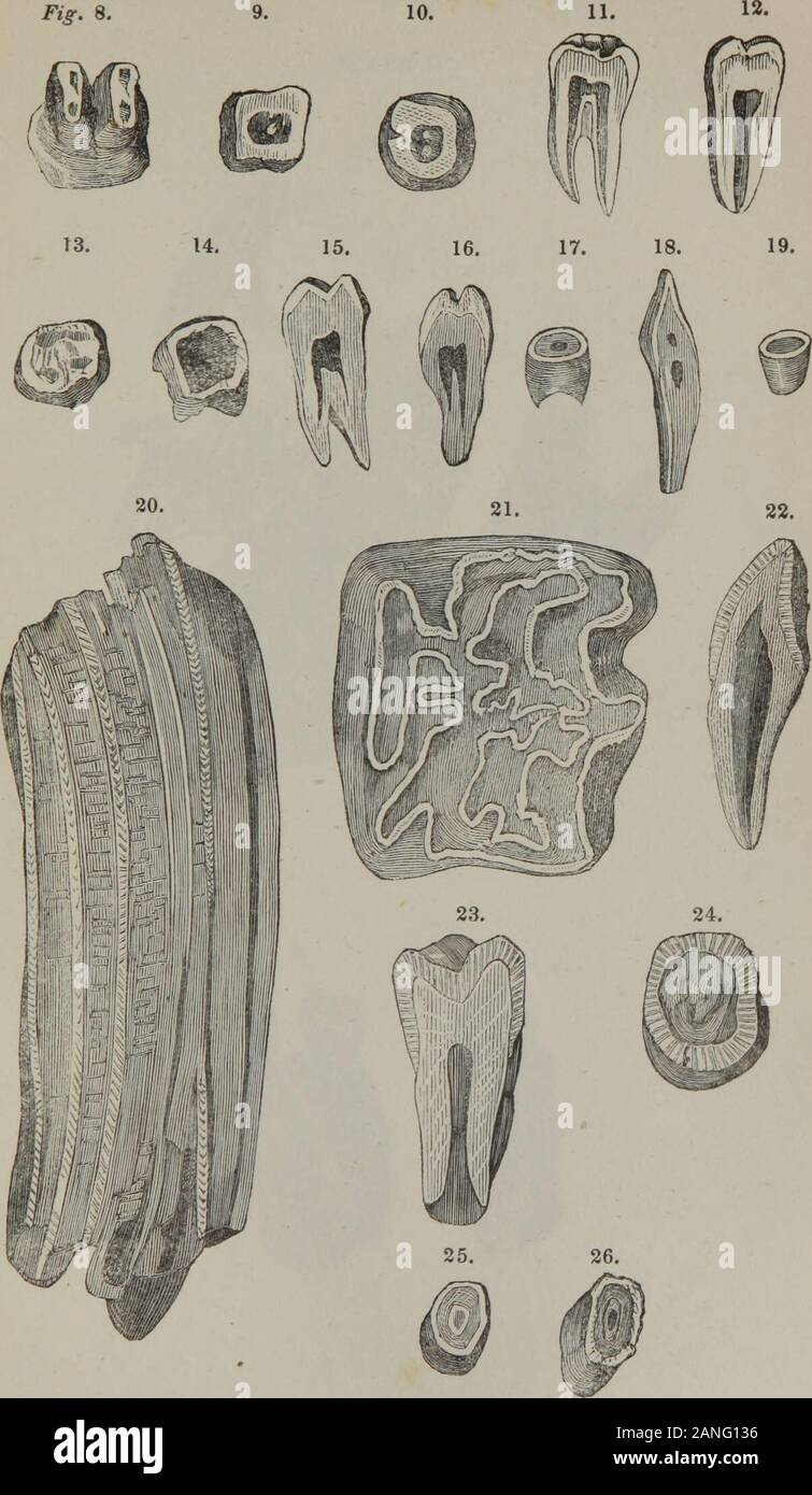 The complete works of John Hunter, F.R.S . PLATES TO HUNTER ON THE ...