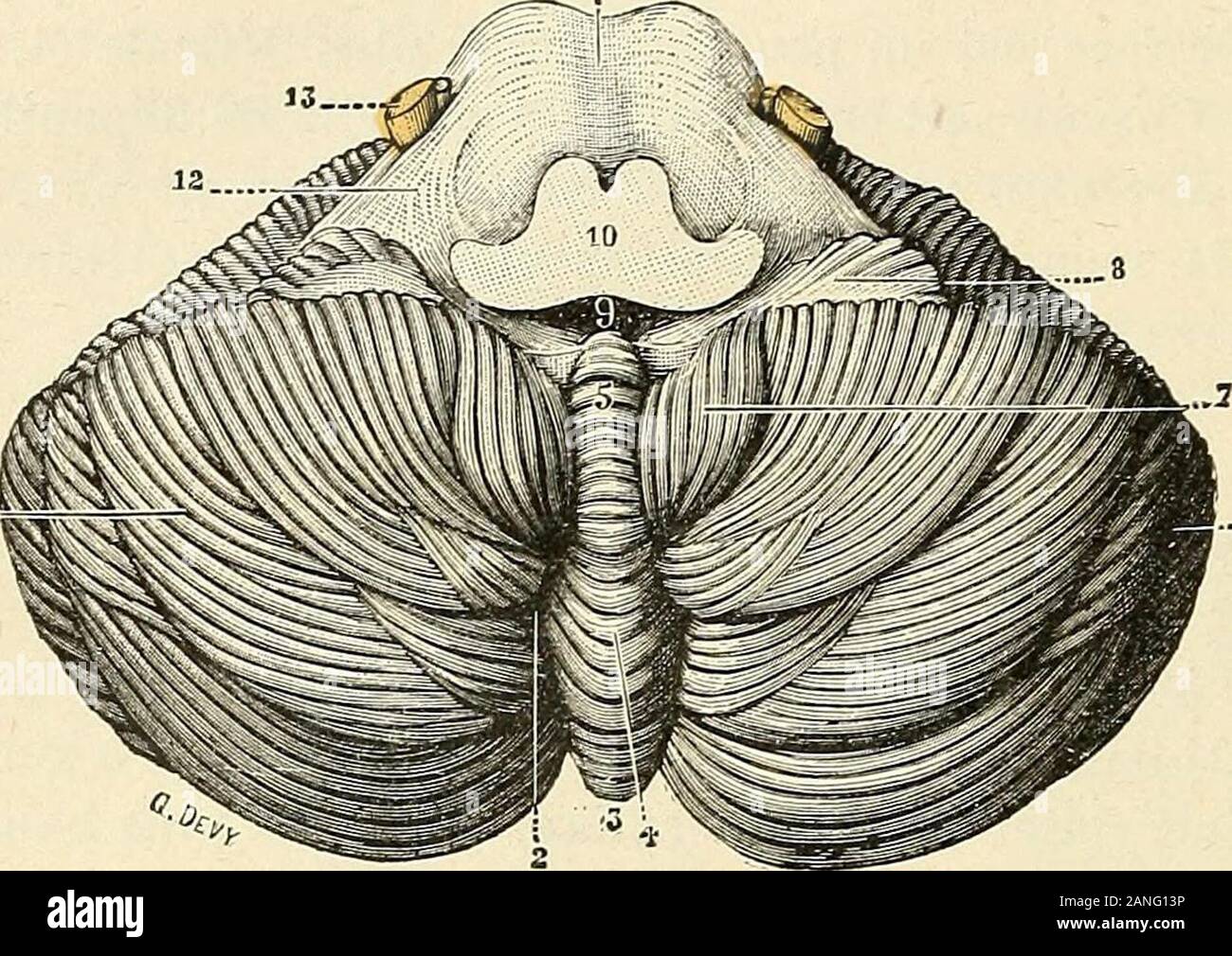 Valvule hi-res stock photography and images - Alamy