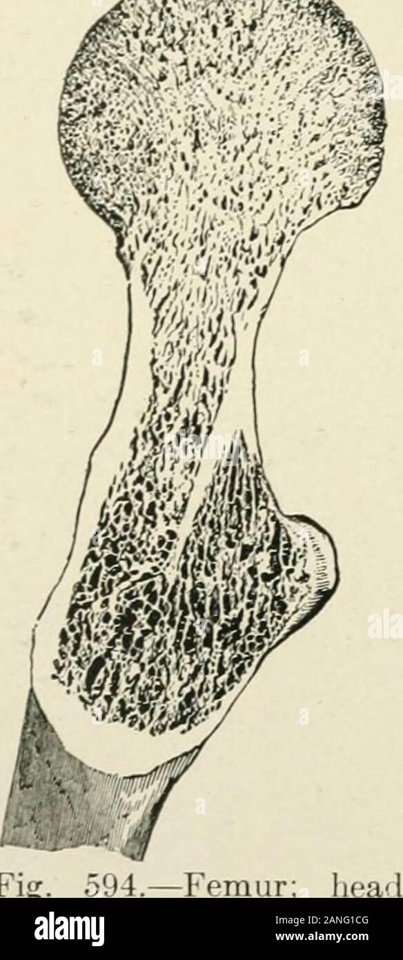 Anterior triangle of the neck hi-res stock photography and images - Alamy