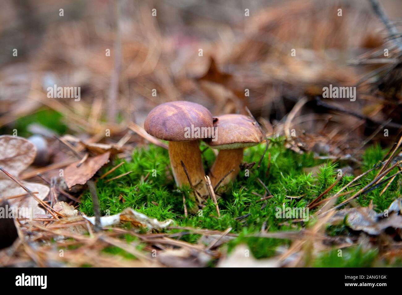 Close up view of double mushroom boletus badius known as imleria badia ...