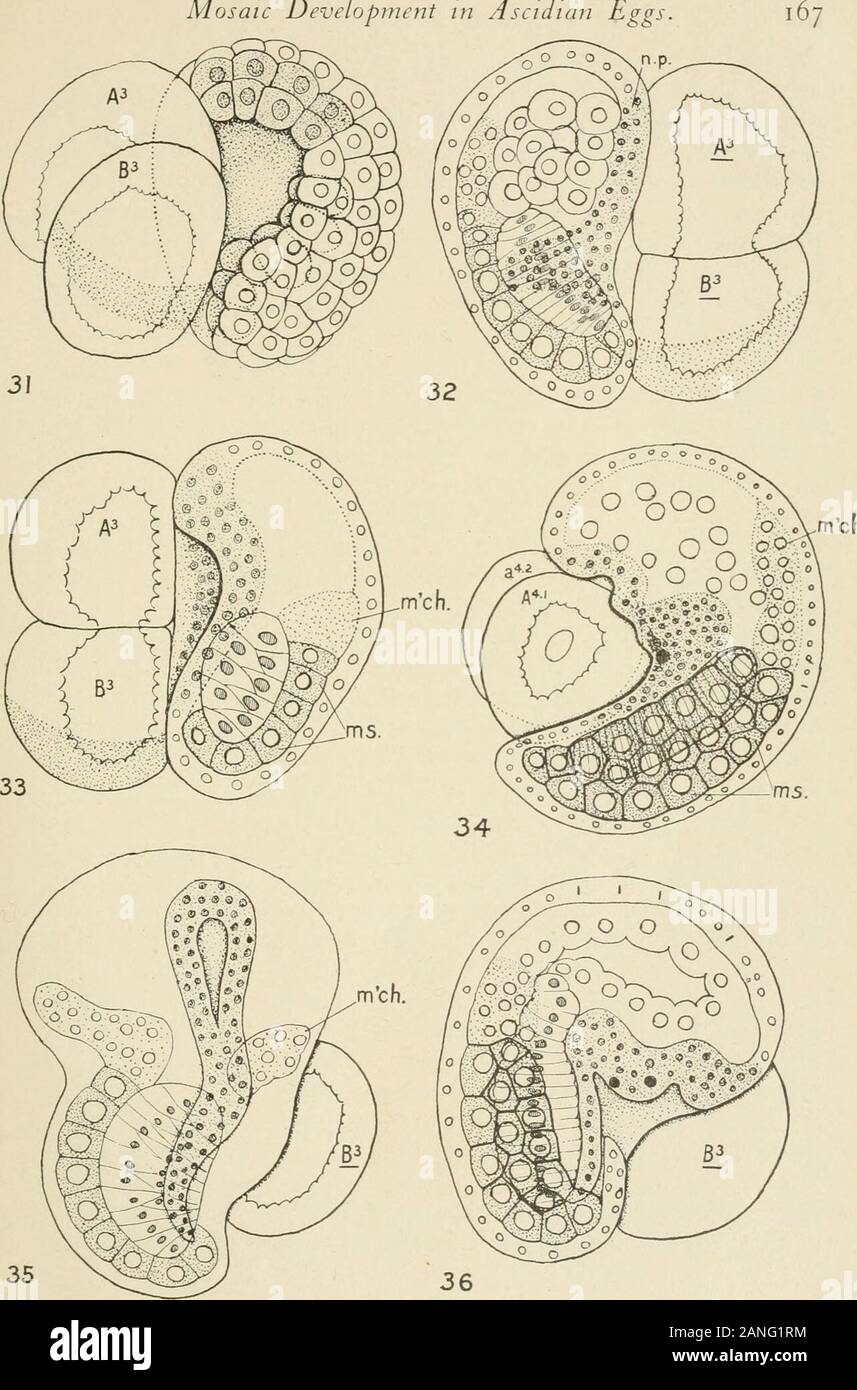 4 cell stage embryo hi-res stock photography and images - Alamy