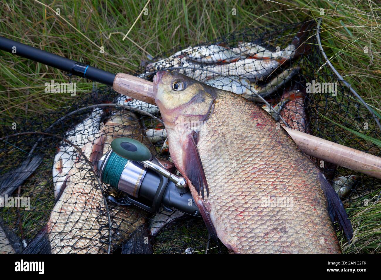 Good catch. Close up view of just taken from the water big freshwater ...
