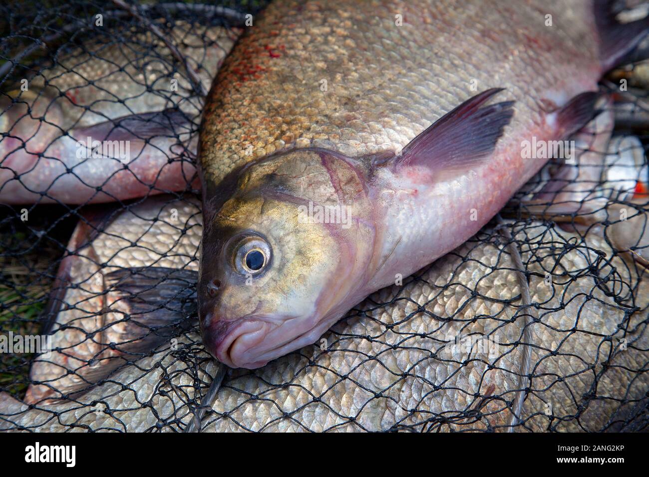 Good catch. Close up view of just taken from the water big freshwater ...