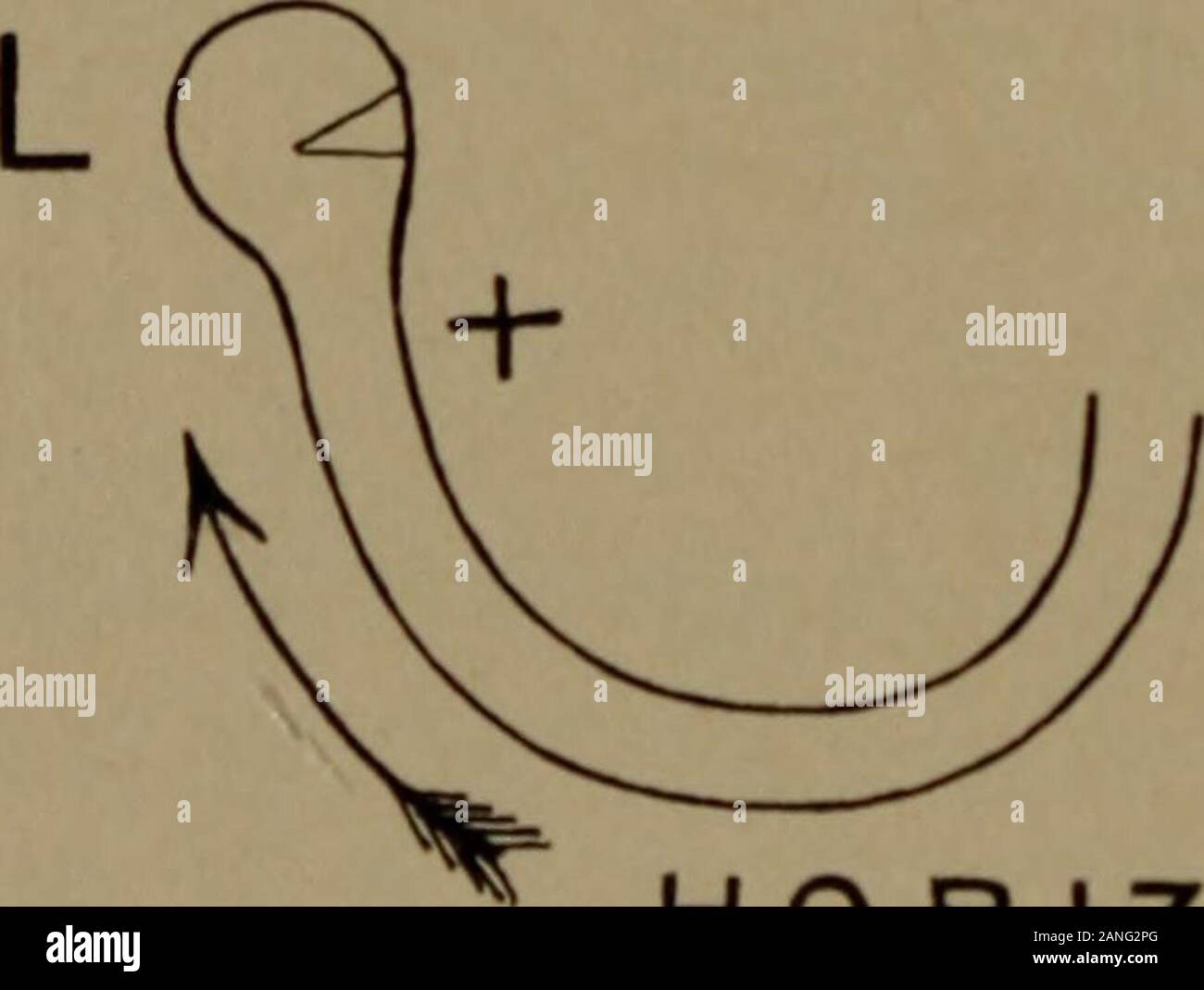 Endolymph hi-res stock photography and images - Alamy