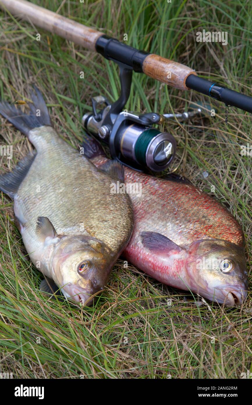 Good catch. Just taken from the water big freshwater common bream known ...