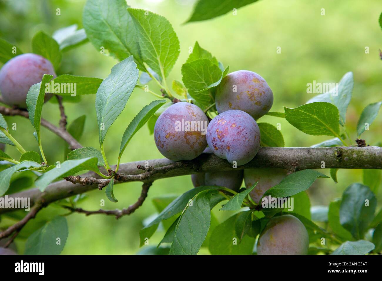 Ripe plums hanging from a tree branch ready to be harvested. Ripe plums ...