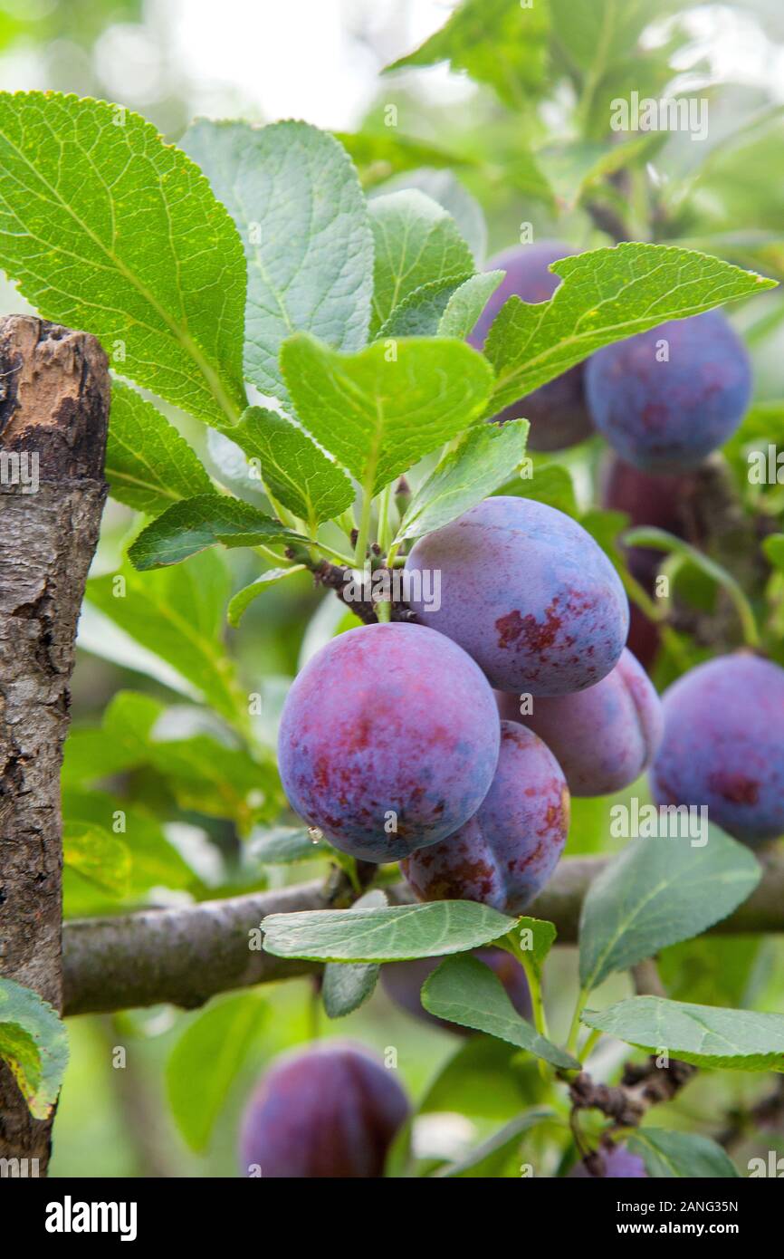Ripe plums hanging from a tree branch ready to be harvested. Ripe plums ...