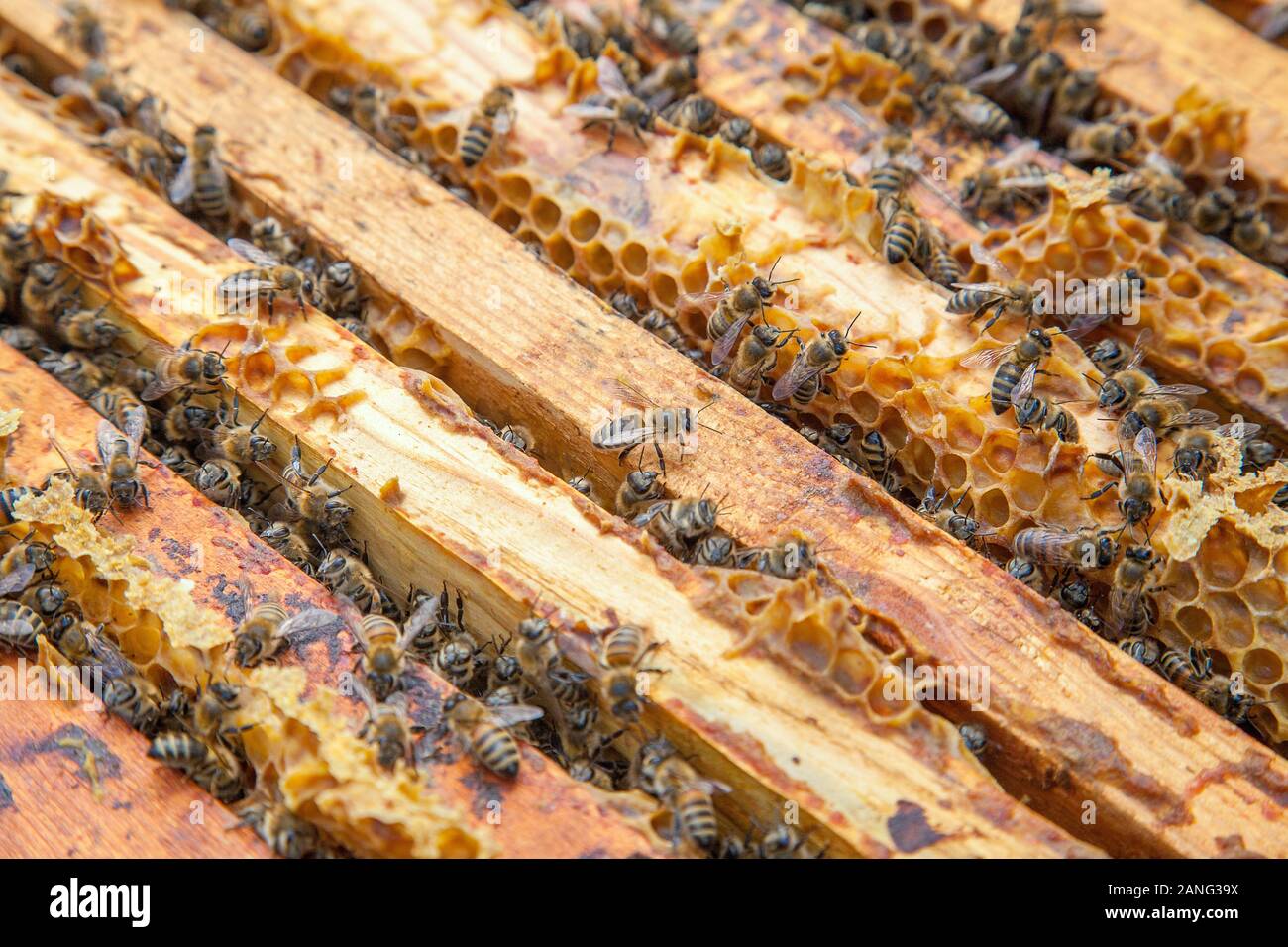Frames of a beehive. Close up view of the opened hive body showing the ...