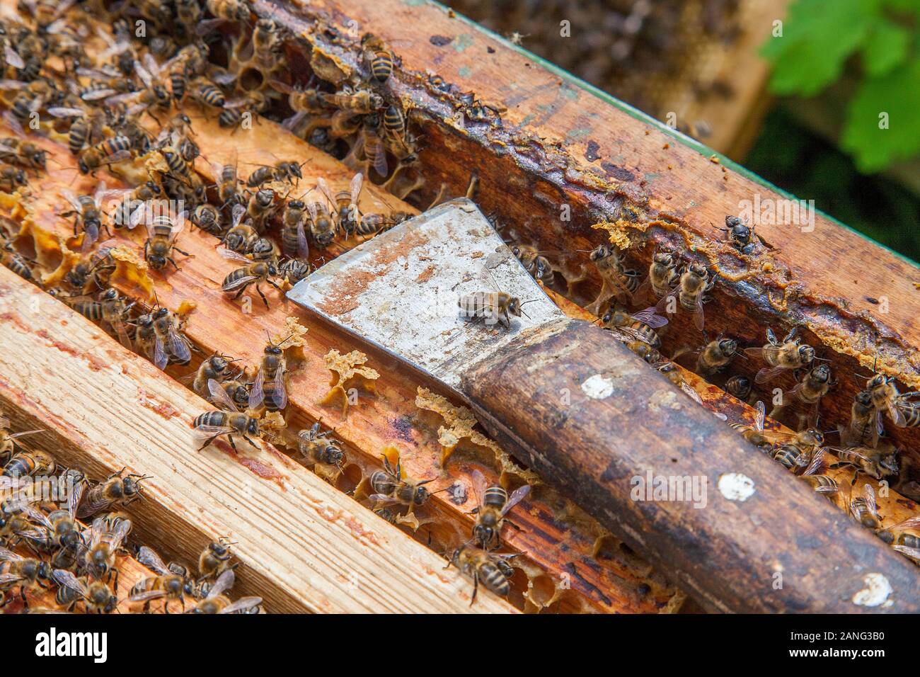 Frames of a beehive. Close up view of the opened hive body showing the ...