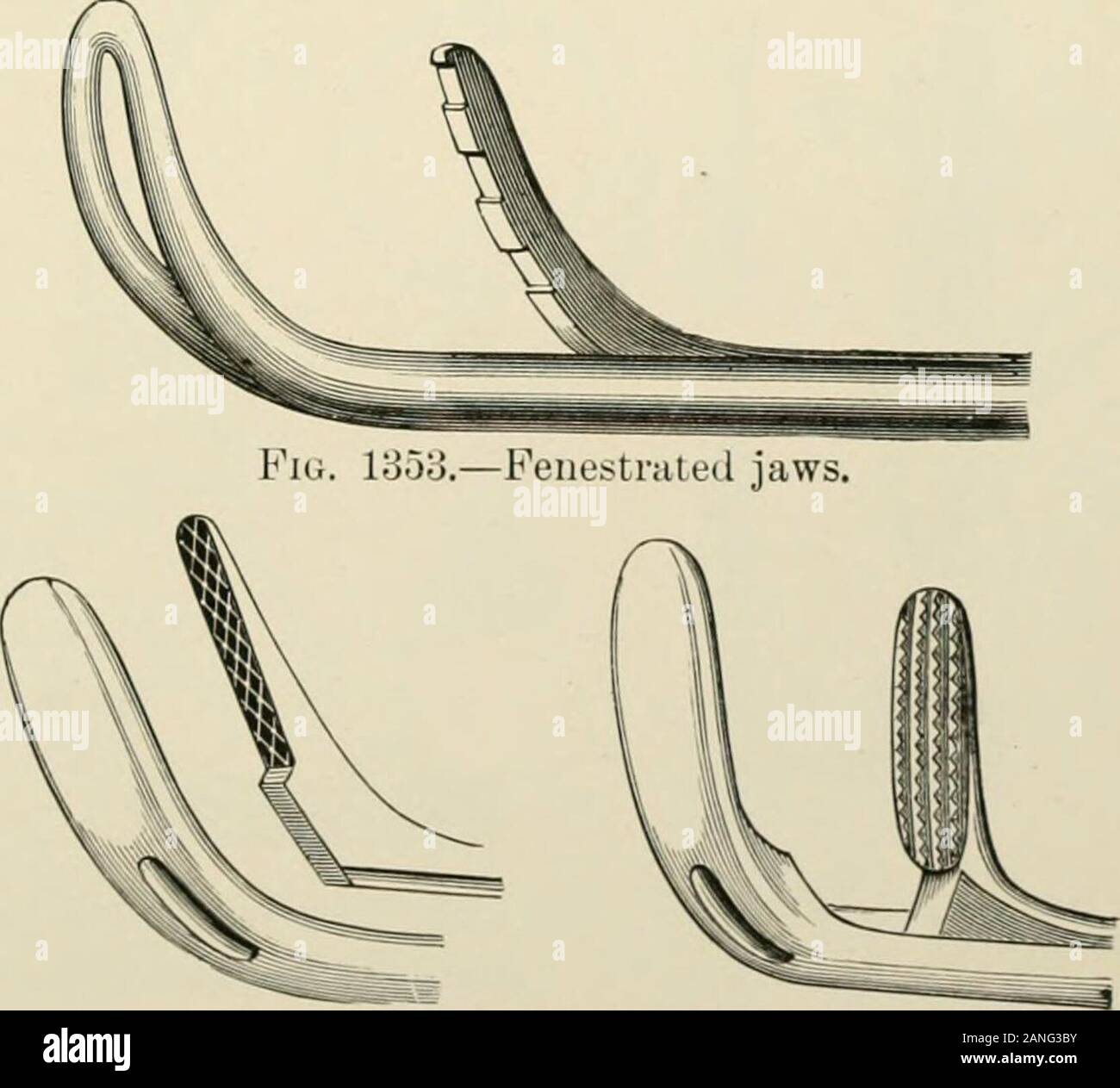 Stronger jaws hi-res stock photography and images - Alamy