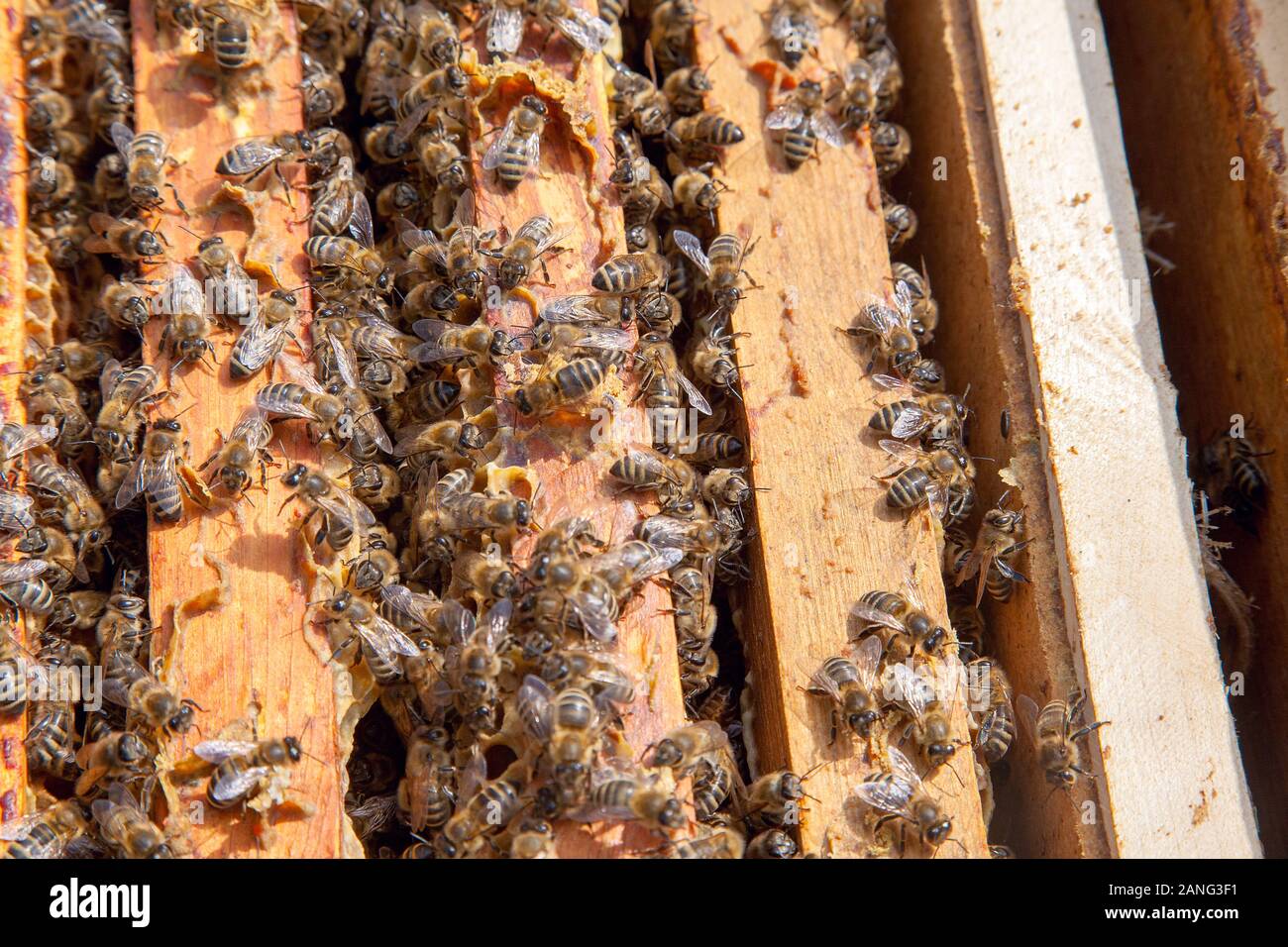 Frames of a beehive. Close up view of the opened hive body showing the ...