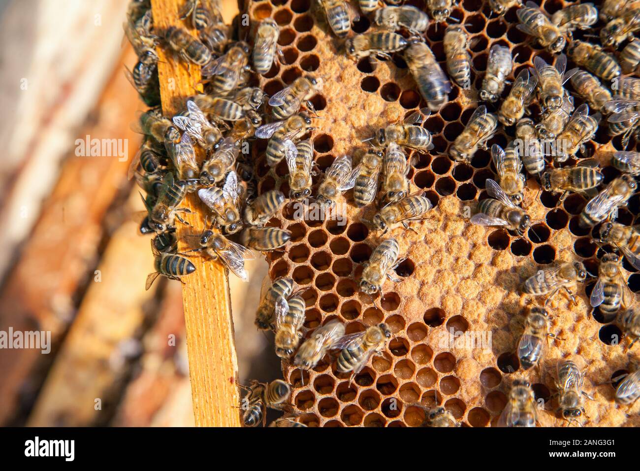 Frames of a beehive. Busy bees inside the hive with open and sealed ...