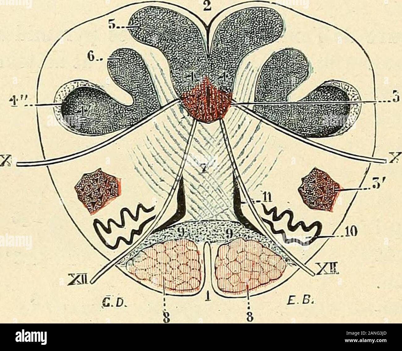 Traité d'anatomie humaine . érieure. — G, noyau de Goll.— 7, noyau de ...
