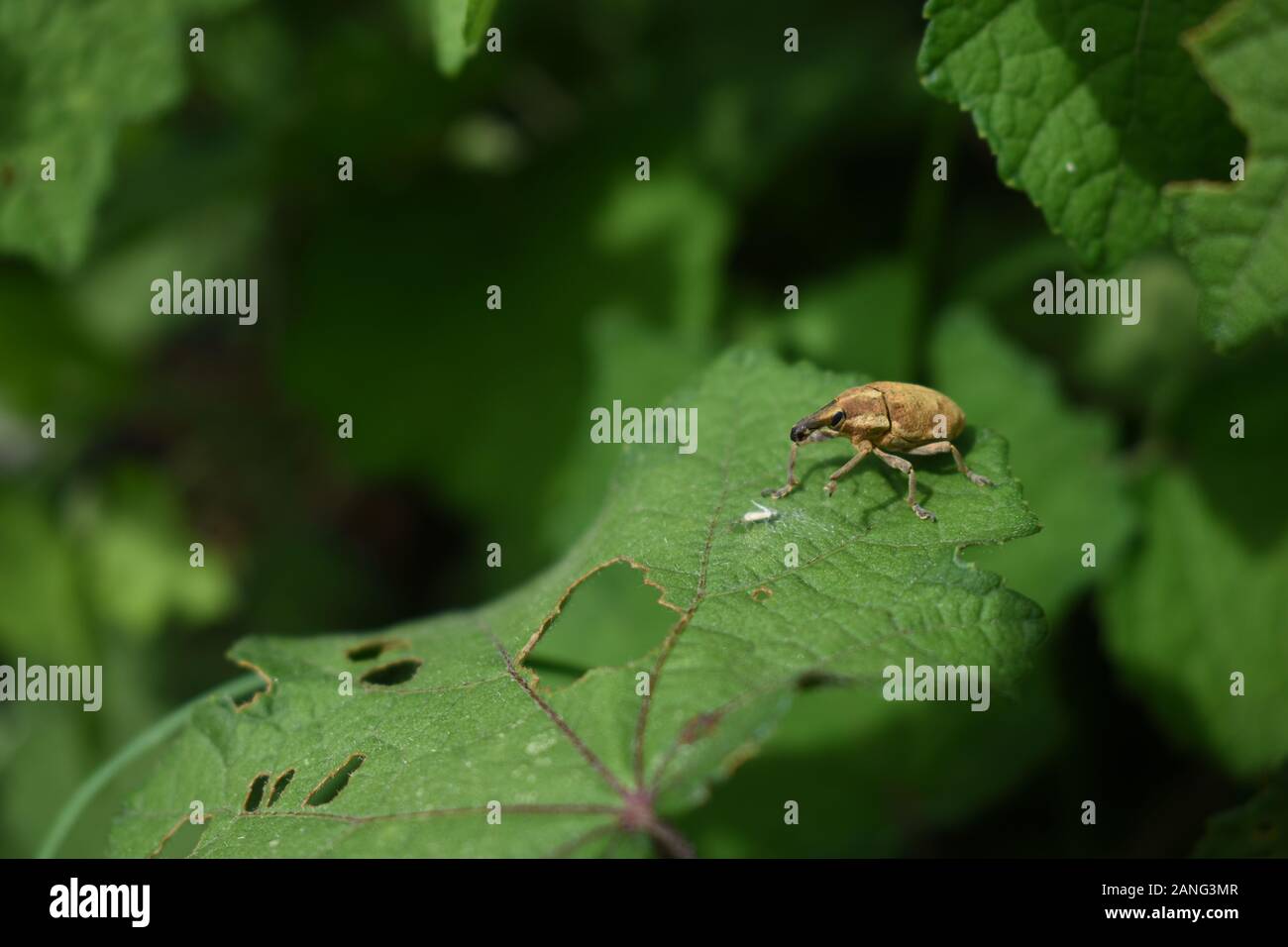 Weevil beetle with angled antenna hi-res stock photography and images ...