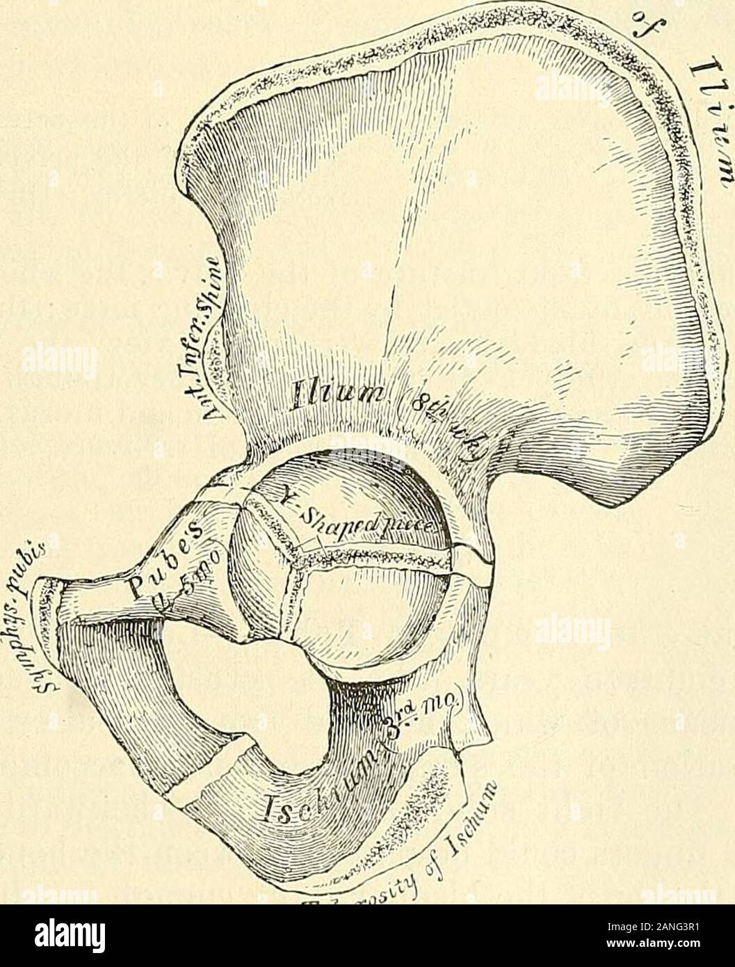 Lateral deviation hi-res stock photography and images - Alamy