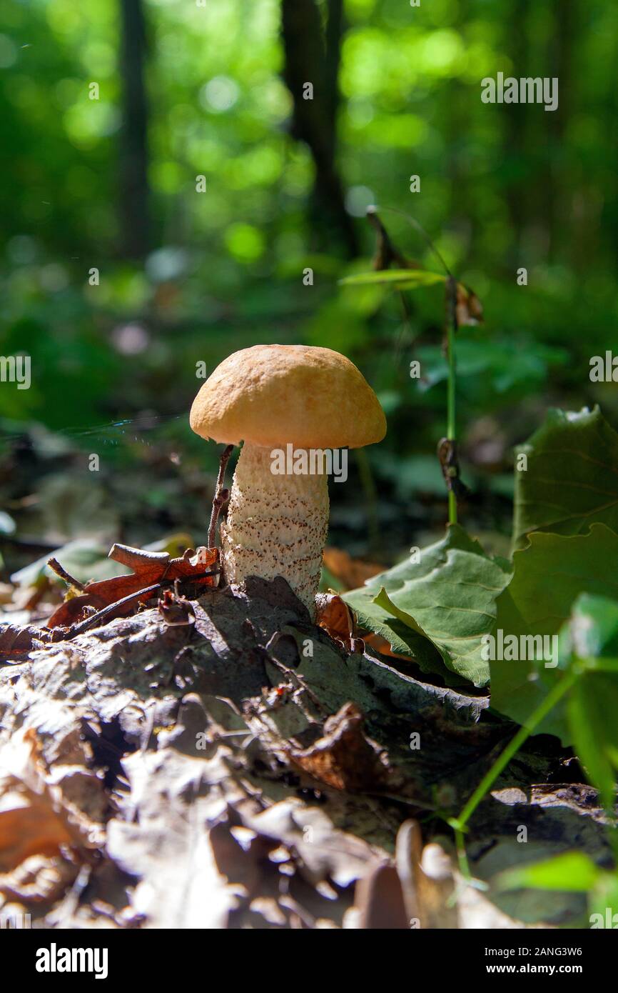 Orange cap boletus. Crop of forest edible mushrooms. A young boletus ...