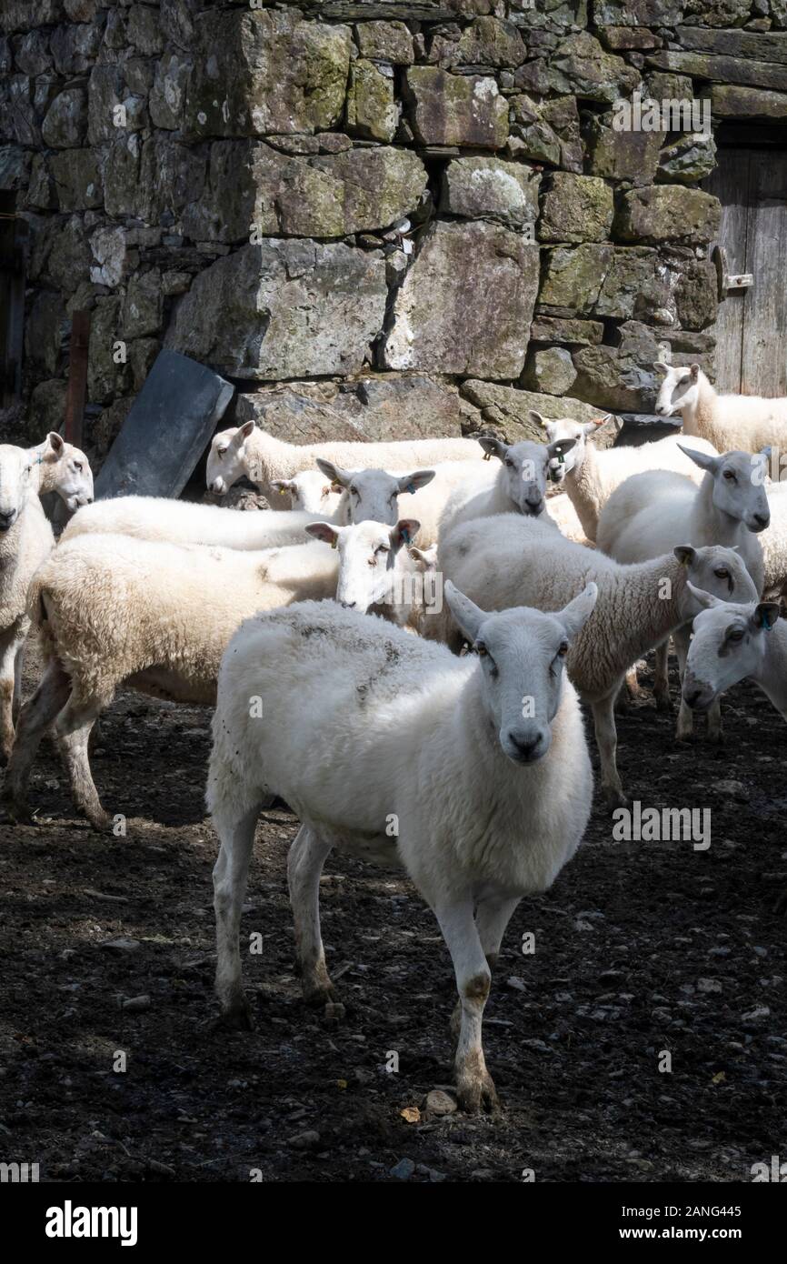 Herd of sheep in wales hi-res stock photography and images - Alamy