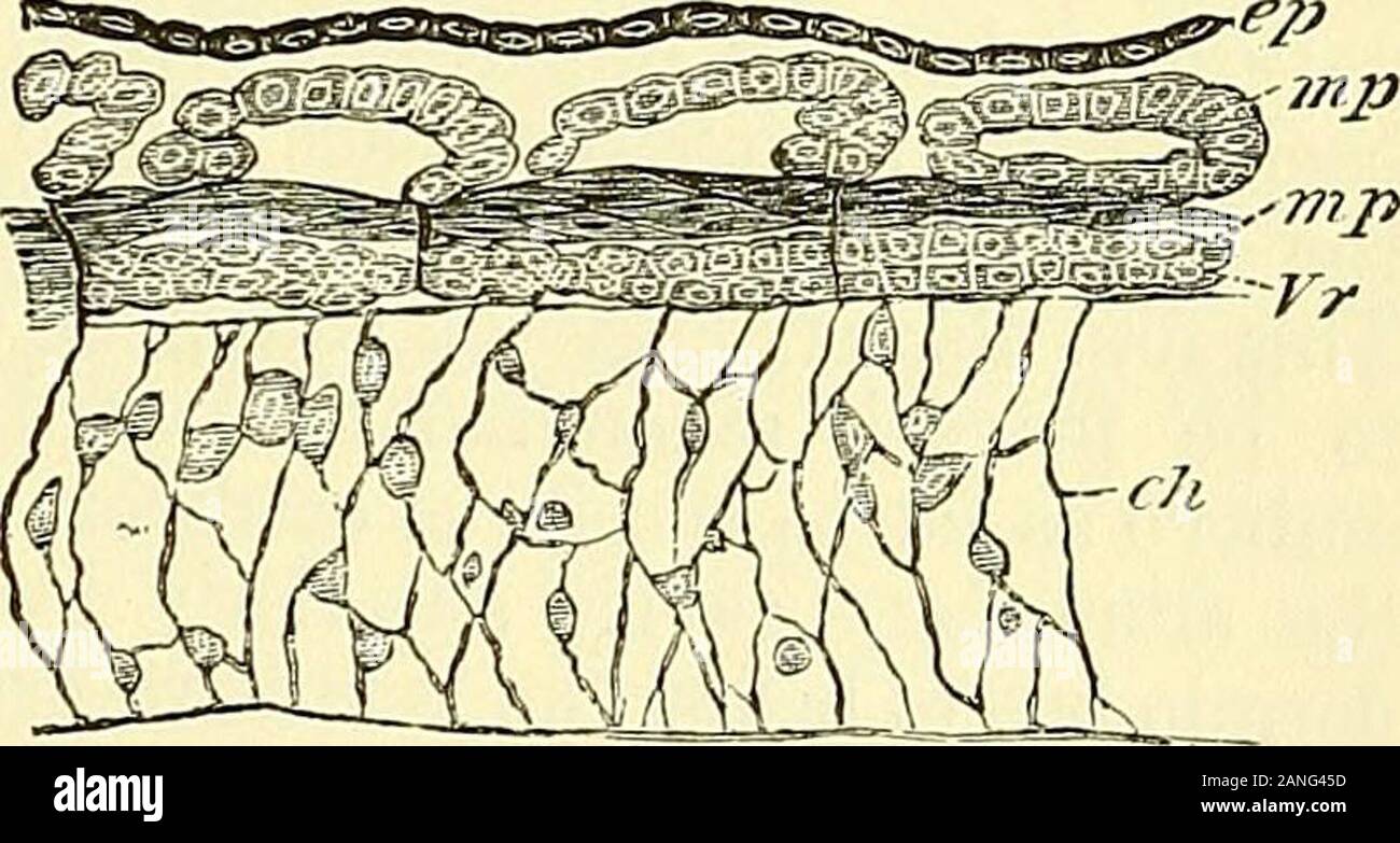Quain's elements of anatomy . he muscle-plates extend to near the ...