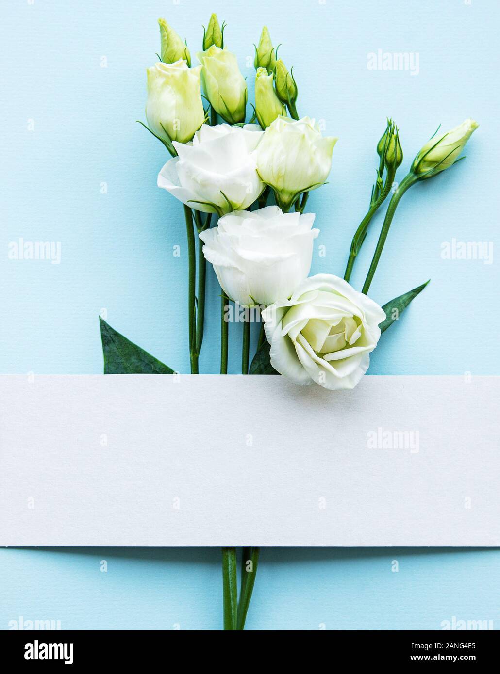 Beautiful eustoma flowers on hi-res stock photography and images - Alamy