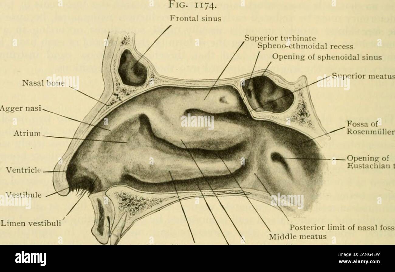Human anatomy, including structure and development and practical ...