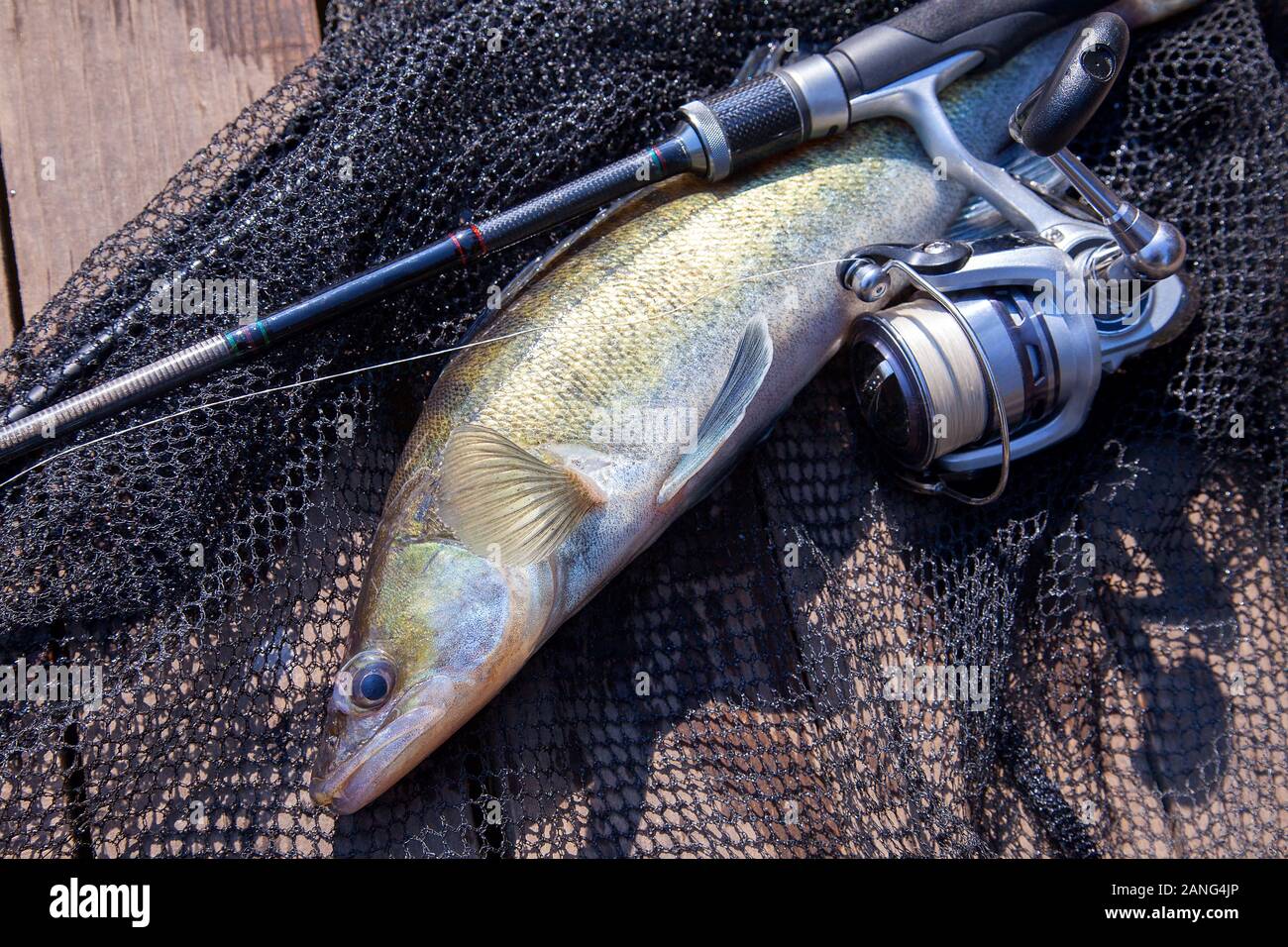 Freshwater zander fish know as sander lucioperca just taken from the ...