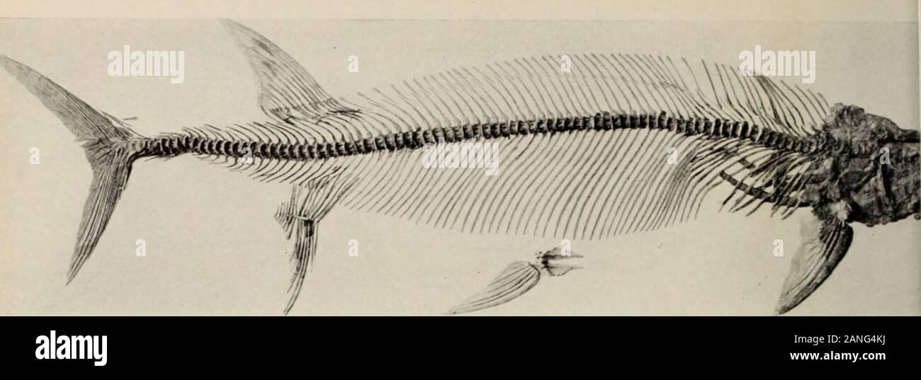 General guide to the exhibition halls of the American Museum of Natural ...